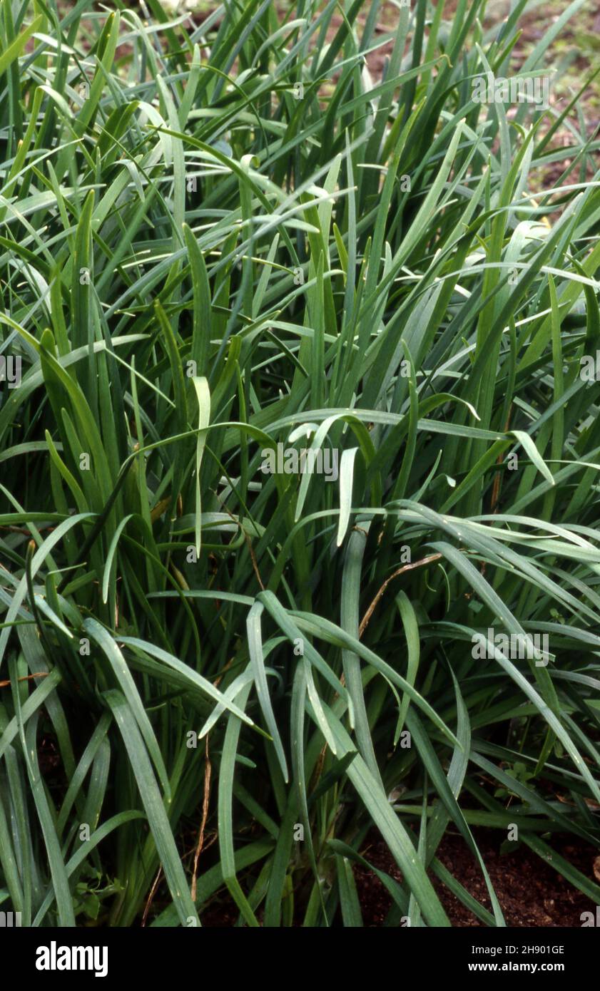 Shallots spring onions hi-res stock photography and images - Alamy