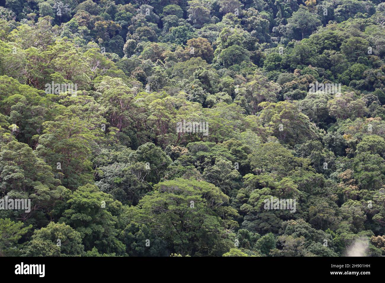 Springbrook lookout queensland hi-res stock photography and images - Alamy