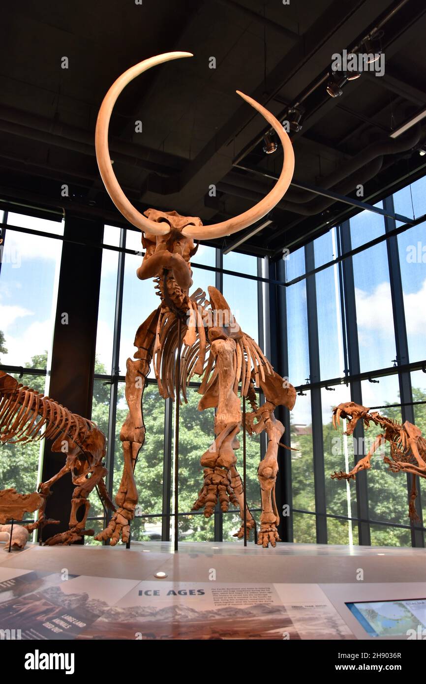 The Burke Museum of Natural History and Culture at the University of ...