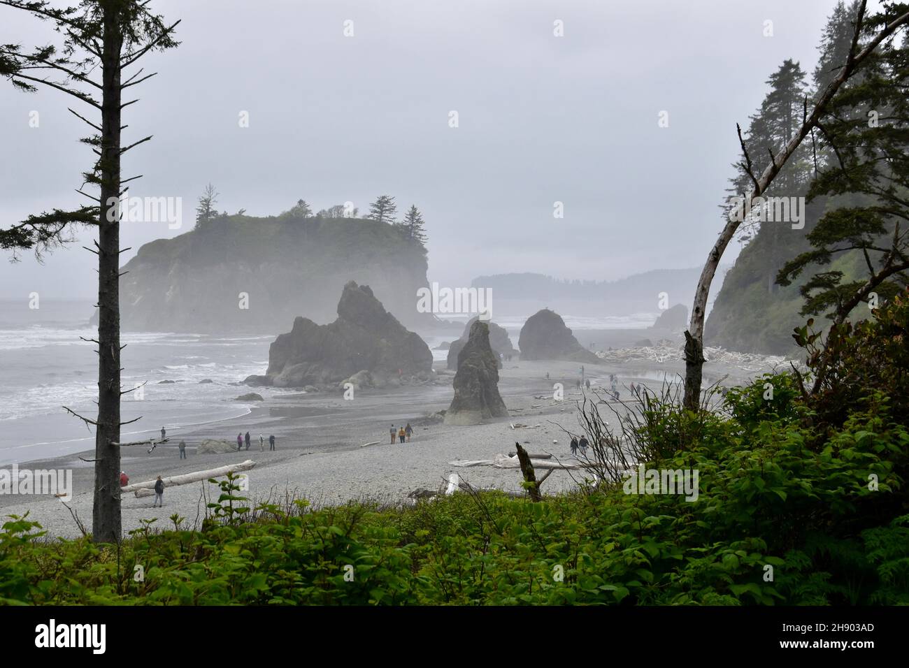 Ruby Beach on the Pacific Ocean in the Olympic National Park on a Foggy ...