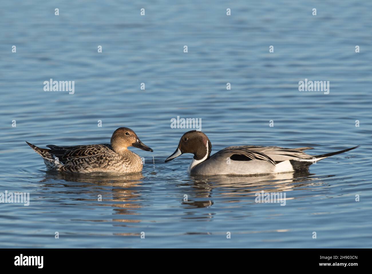 Hen Pintail
