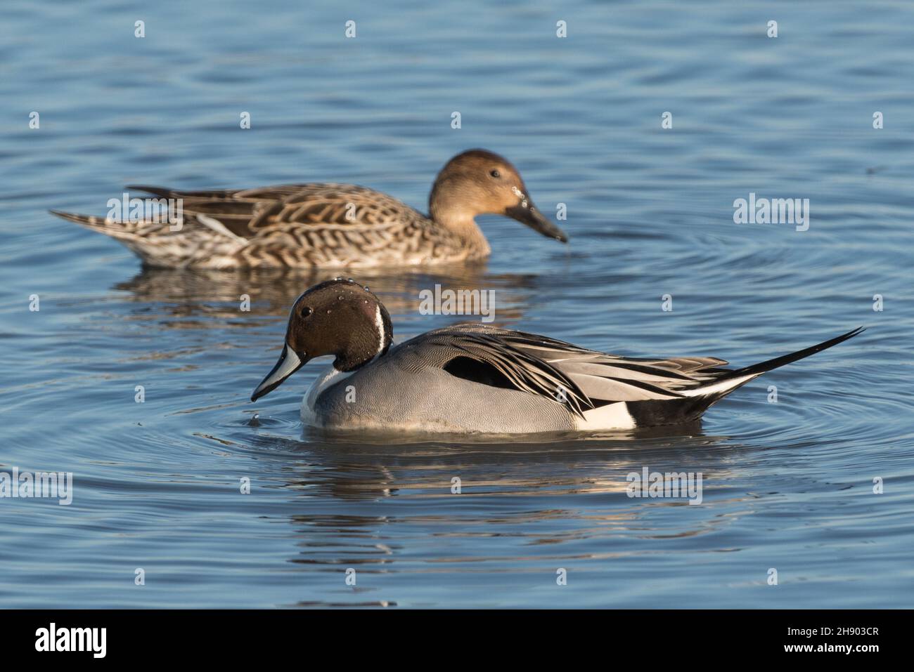 Pintail Hen