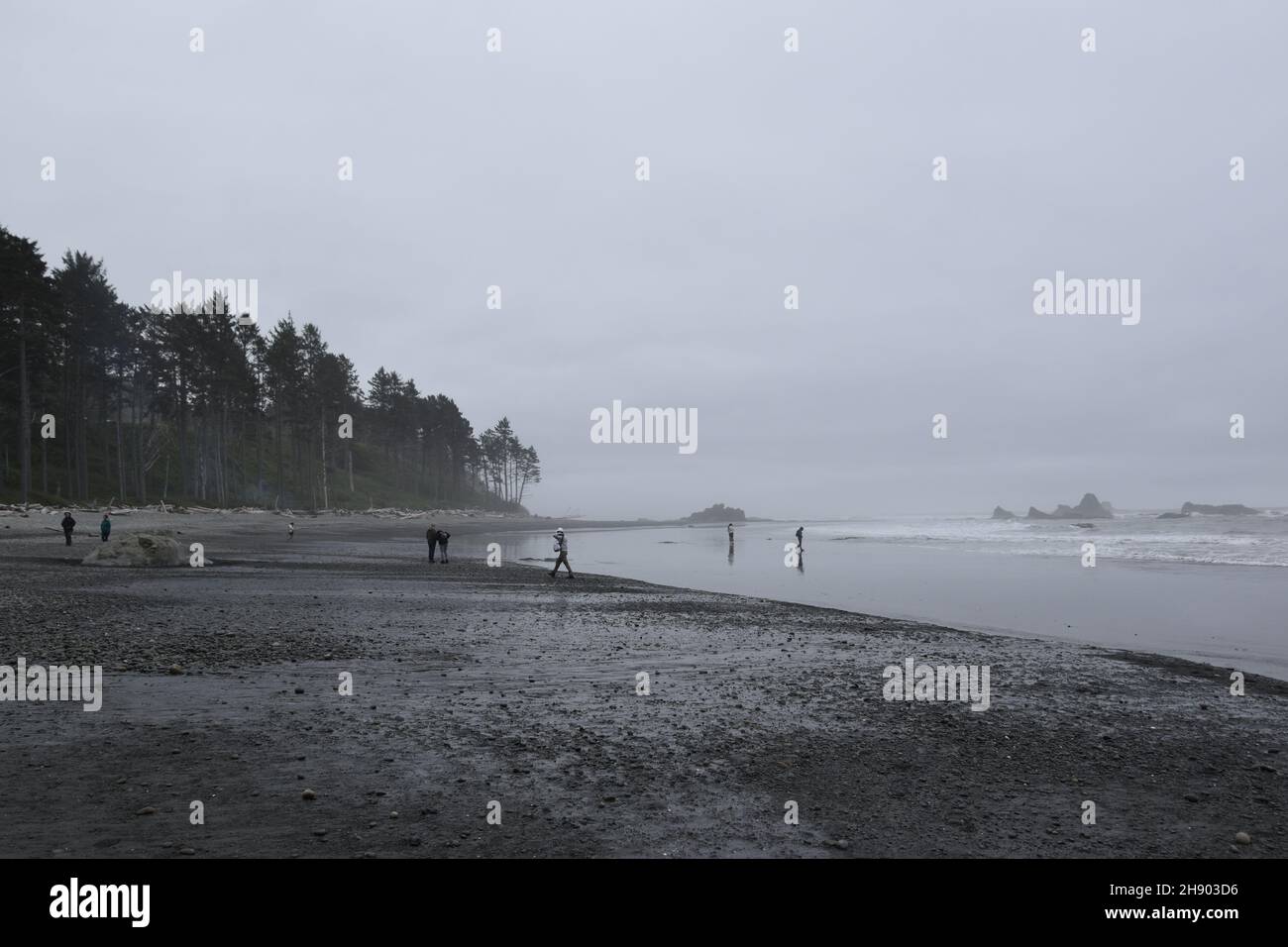 Ruby Beach on the Pacific Ocean in the Olympic National Park on a Foggy ...
