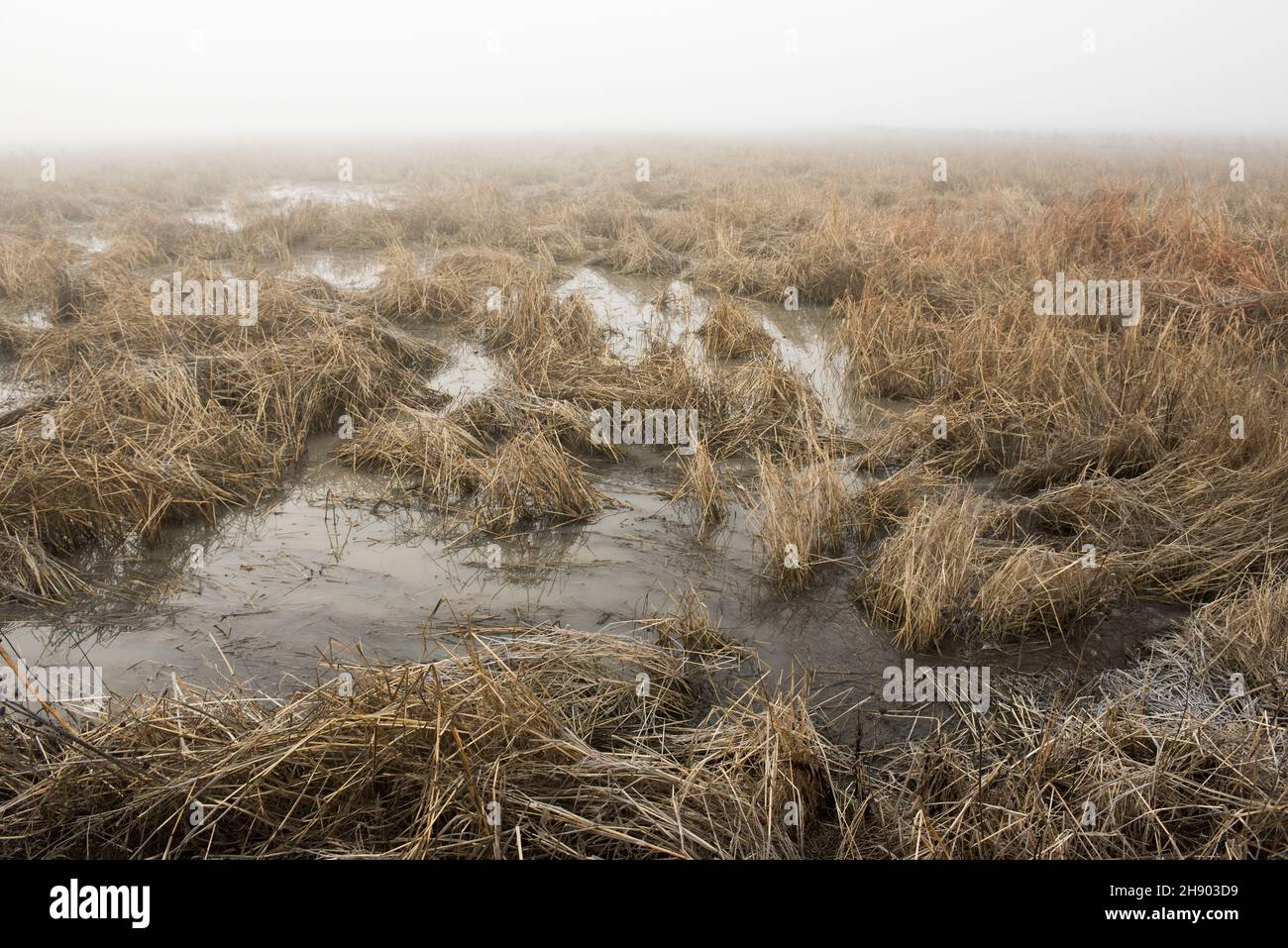 Flooded rice field california hi-res stock photography and images - Alamy