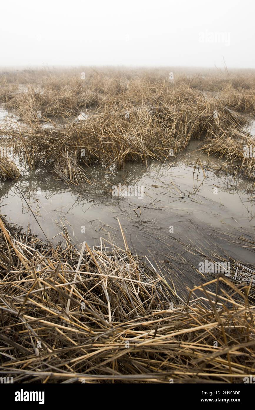 Flooded rice field california hi-res stock photography and images - Alamy