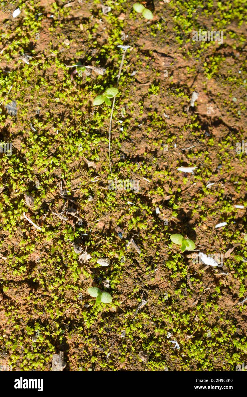fresh new growth of moss and small seedlings sprouting on the ground ...