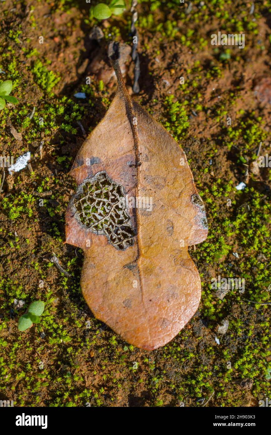 A fallen dry leaf beginning to decay reveals the vein structure Stock ...