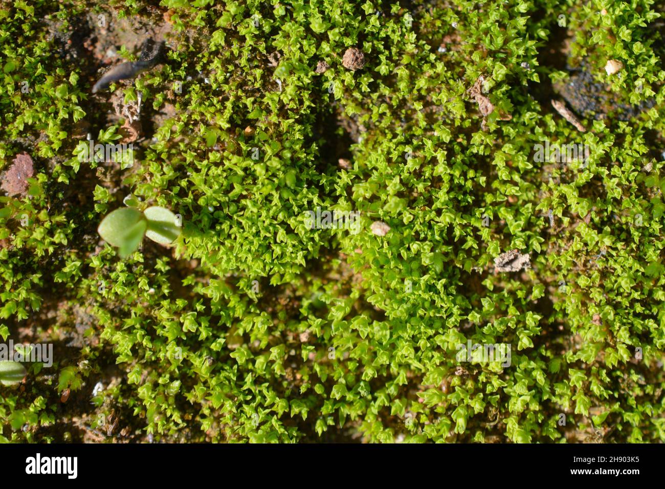 fresh new growth of moss and small seedlings sprouting on the ground ...