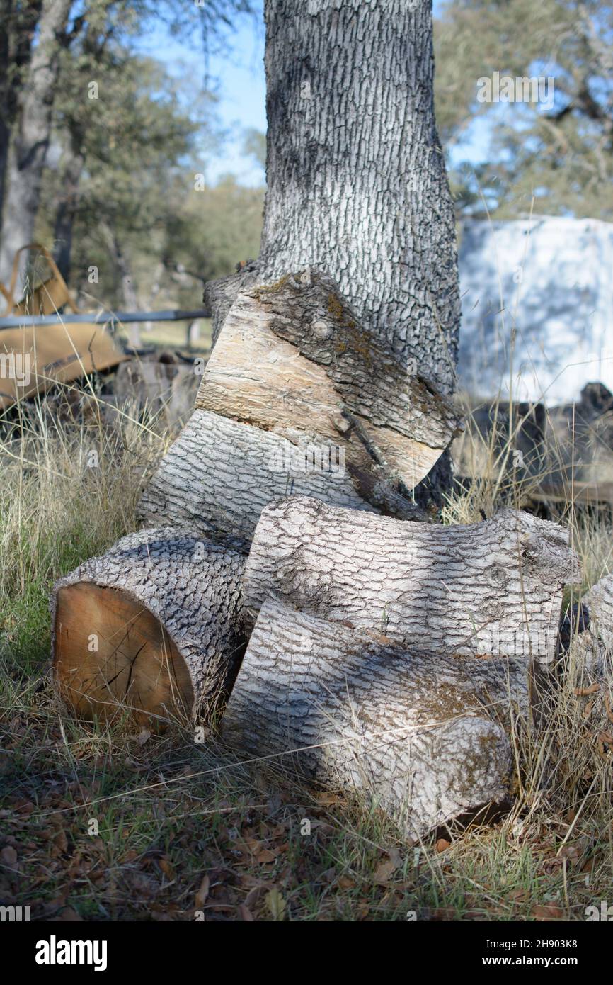 Large fire stump hi-res stock photography and images - Alamy