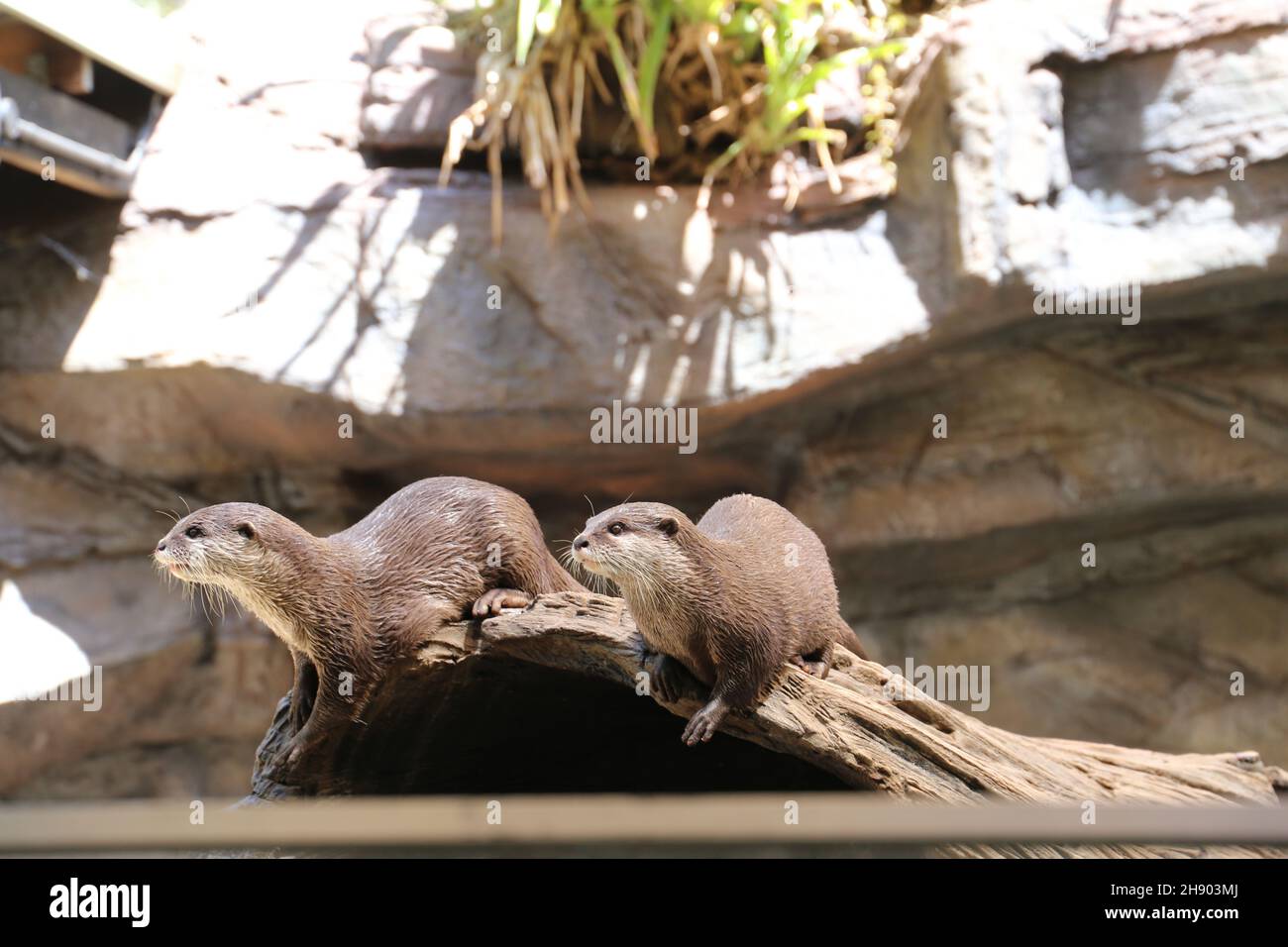 Otters screaming hi-res stock photography and images - Alamy