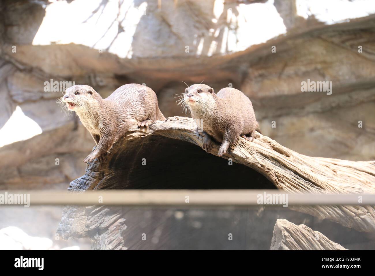 Otters screaming hi-res stock photography and images - Alamy