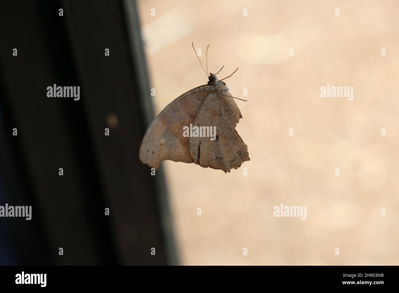 Moth on stones hi-res stock photography and images - Alamy