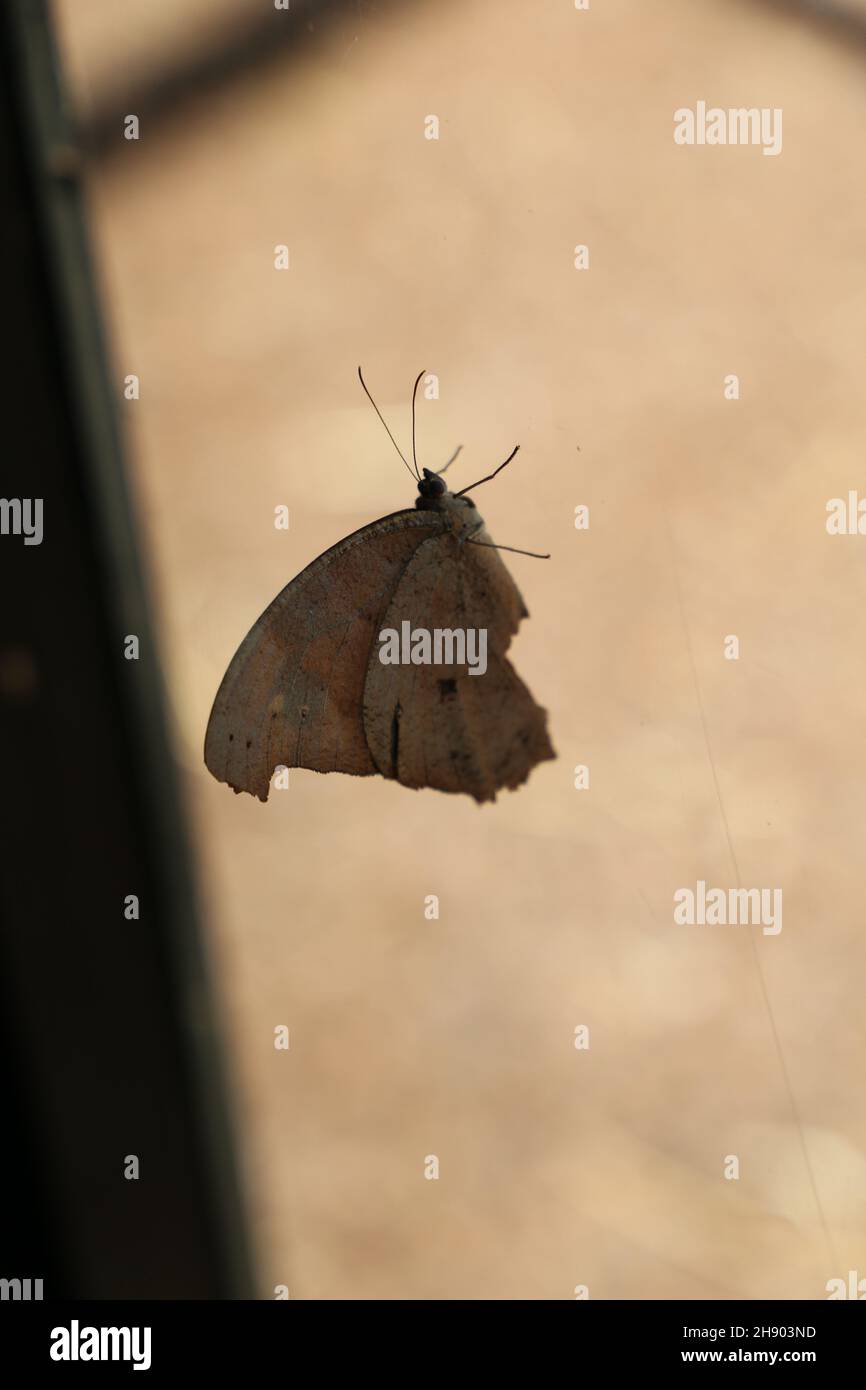 Moth australia hi-res stock photography and images - Alamy