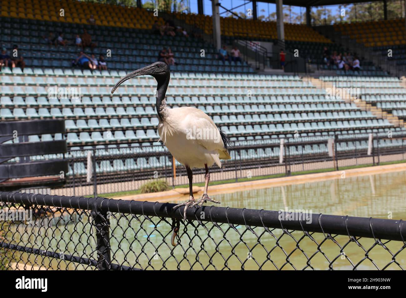 Bin chicken hi-res stock photography and images - Alamy