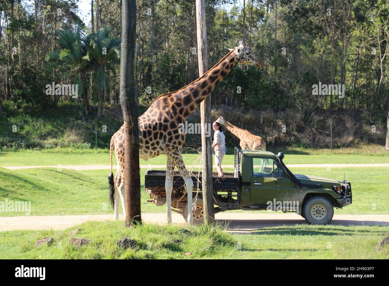 Australia zoo queensland giraffe hi-res stock photography and images ...