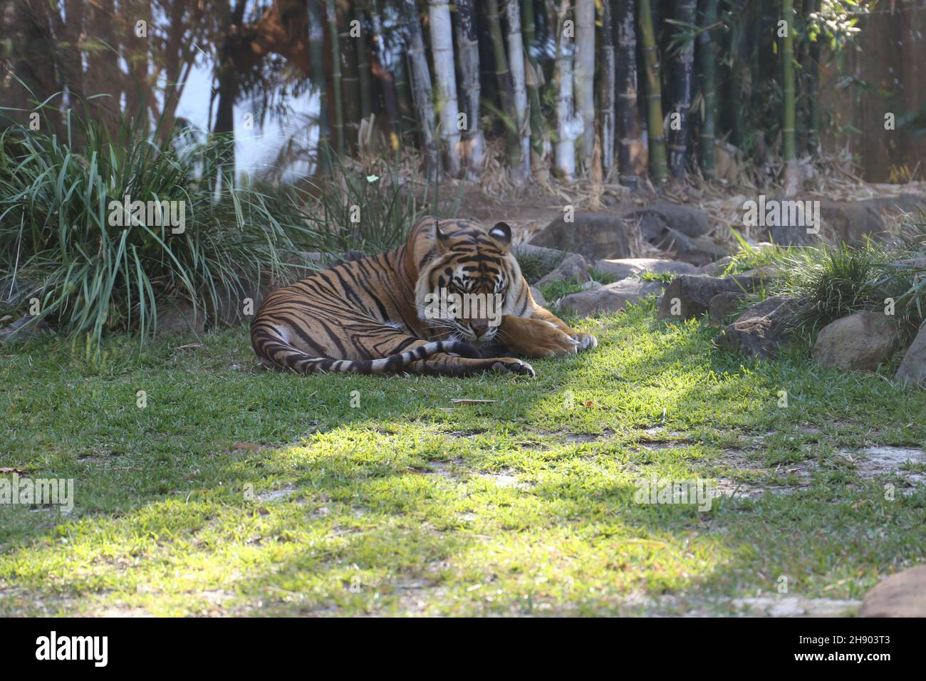 Queensland tiger hi-res stock photography and images - Alamy