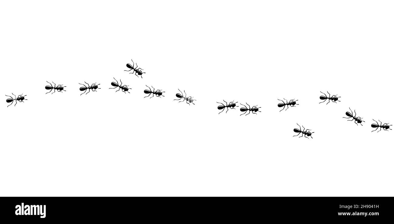 Black ants invasion. Ant trail isolated in white background. Vector illustration Stock Vector ...