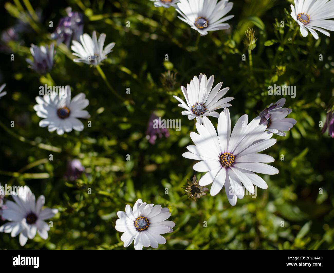 Zenithal view hi-res stock photography and images - Alamy