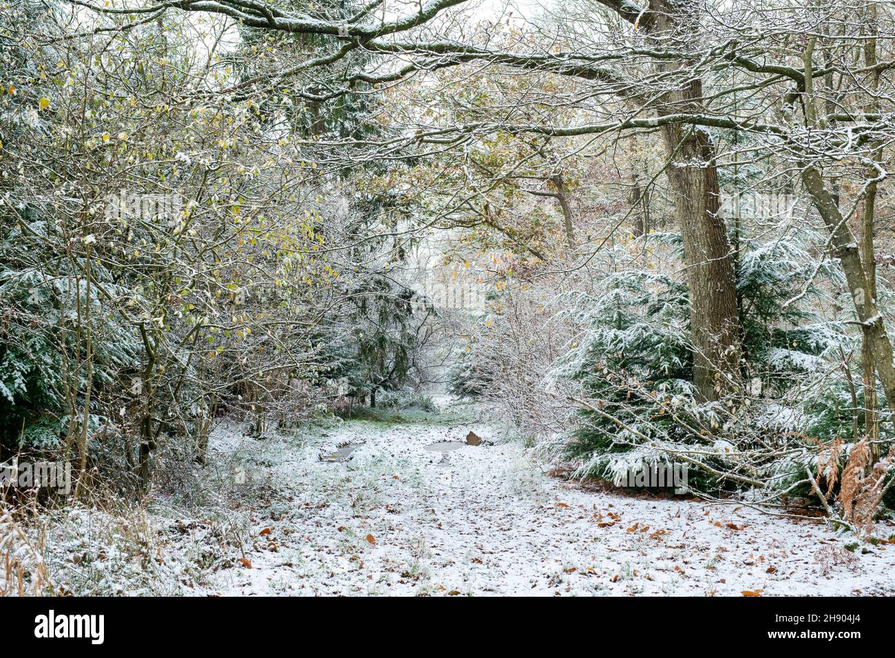 Snow covered track in an english woodland in November. Northamptonshire ...
