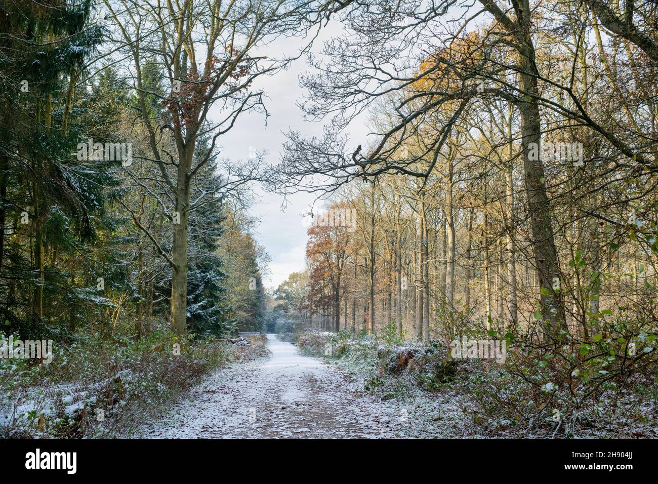 Snow covered track in an english woodland in November. Northamptonshire ...