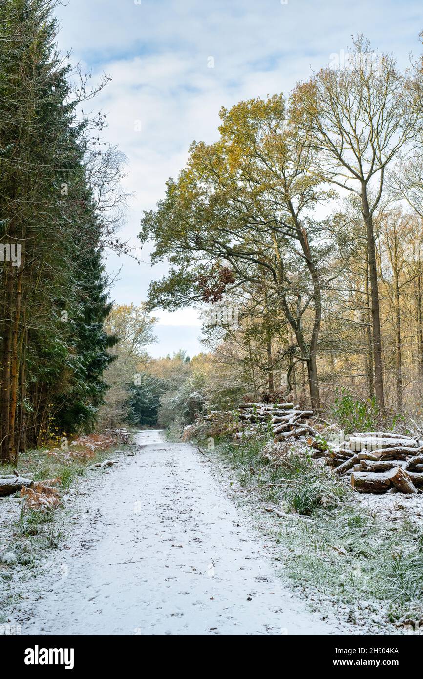 Snow covered track in an english woodland in November. Northamptonshire ...