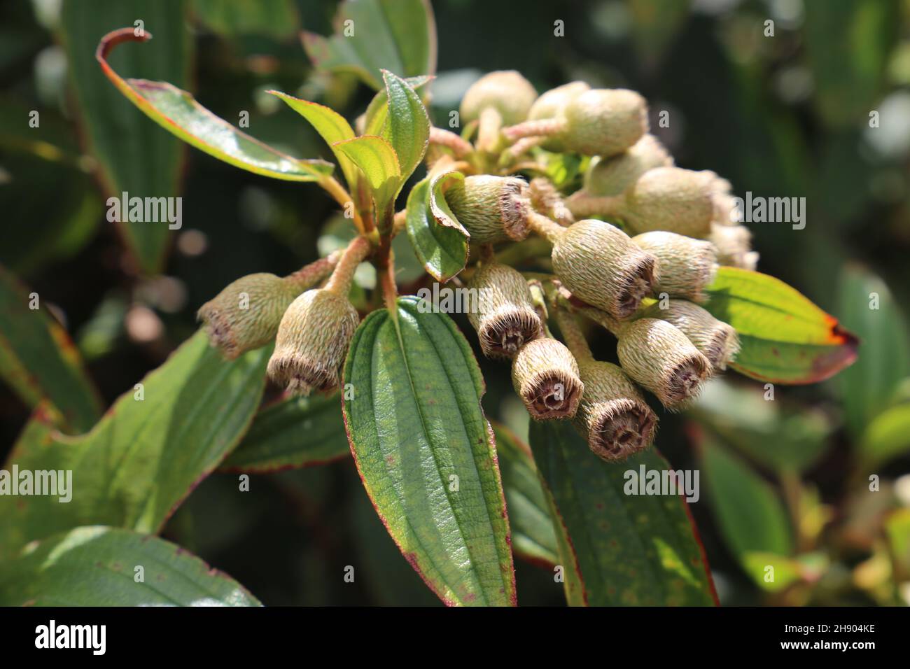 Gumnut tree hi-res stock photography and images - Alamy