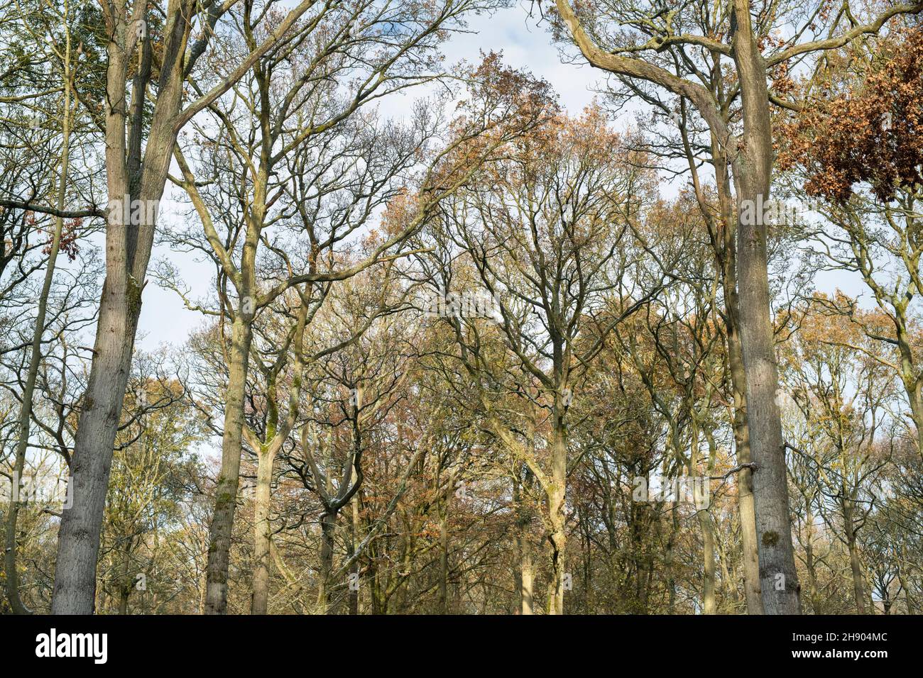 English oak woodland hi-res stock photography and images - Alamy