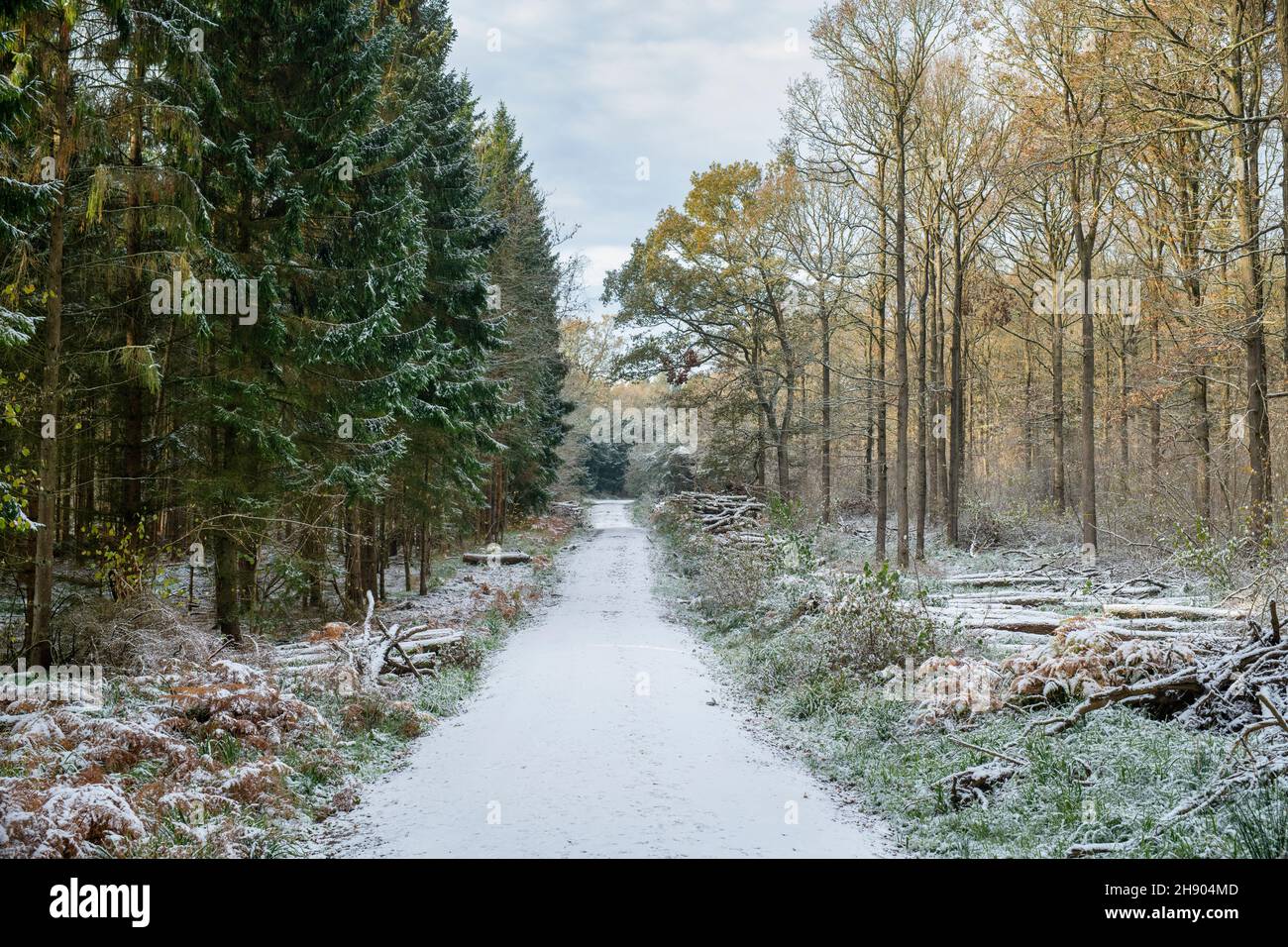 Snow covered track in an english woodland in November. Northamptonshire ...