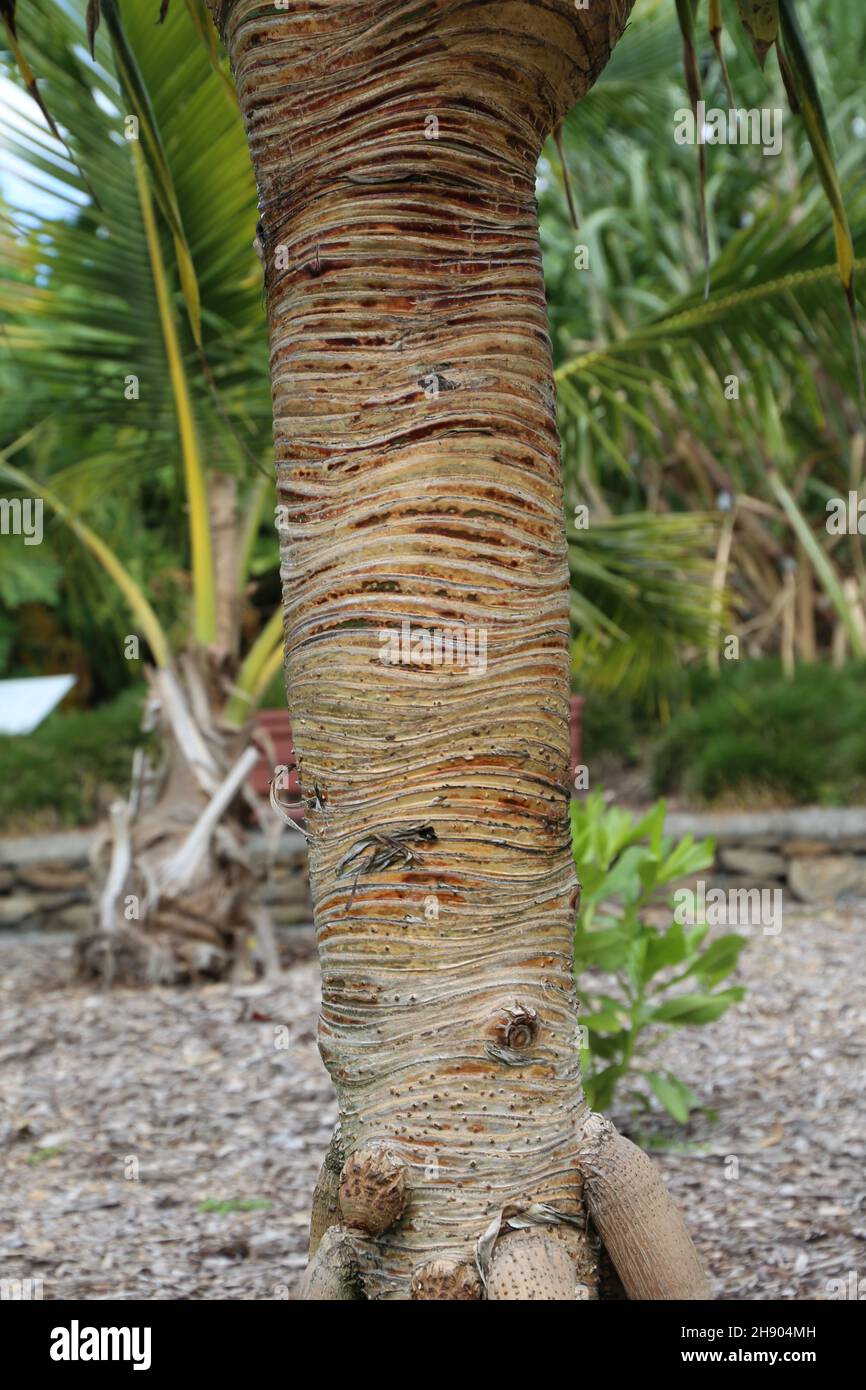 Fijian tree hi-res stock photography and images - Alamy