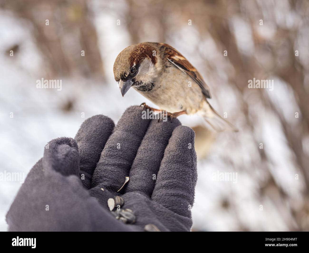 Sparrow eats seeds from a man's hand. A Sparrow bird sitting on the ...