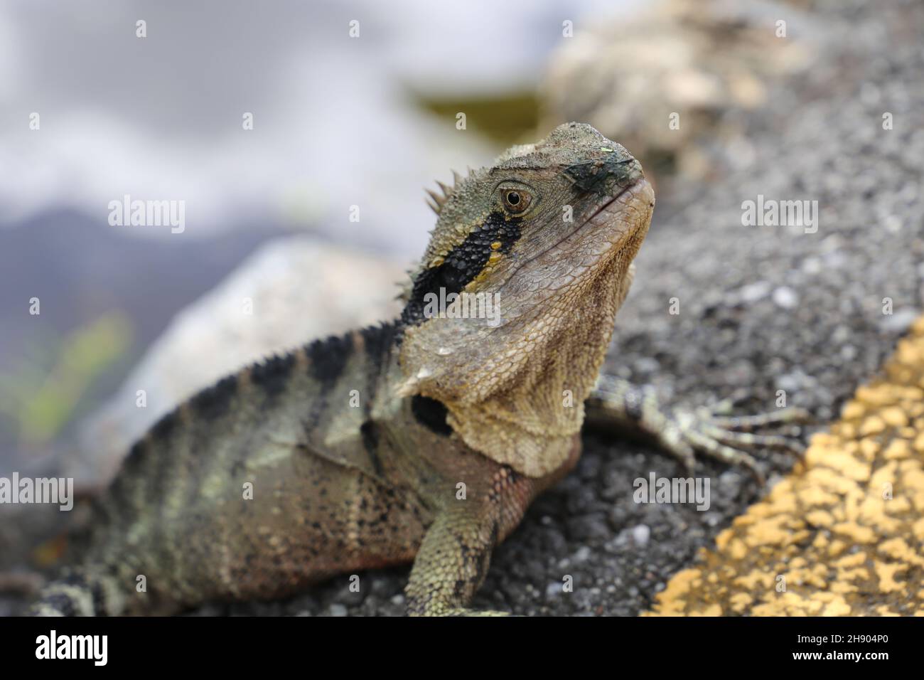 Aussie dragon hi-res stock photography and images - Alamy