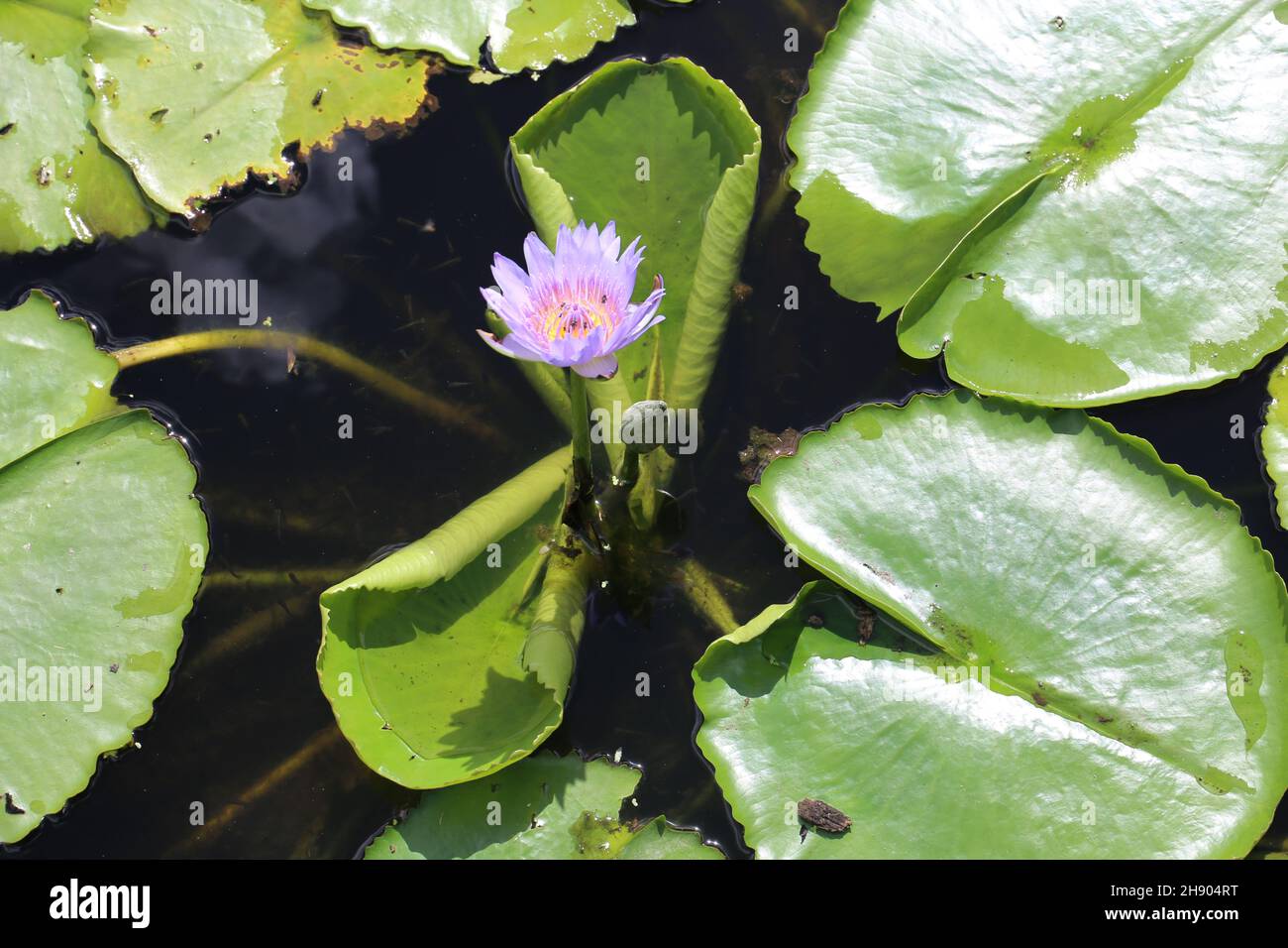 Lotus Root Flower Stock Photo - Alamy