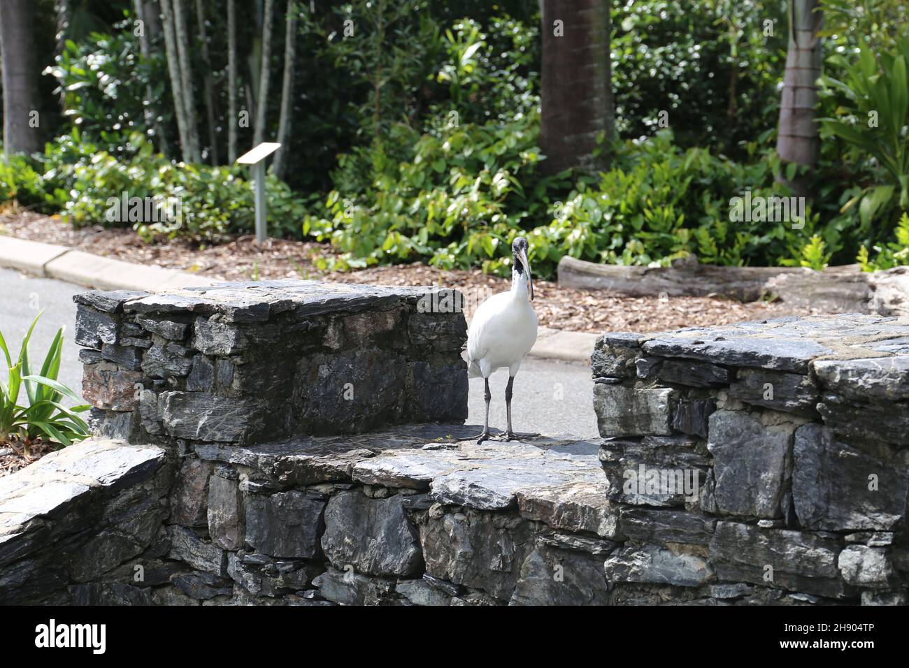 Bin chicken hi-res stock photography and images - Alamy