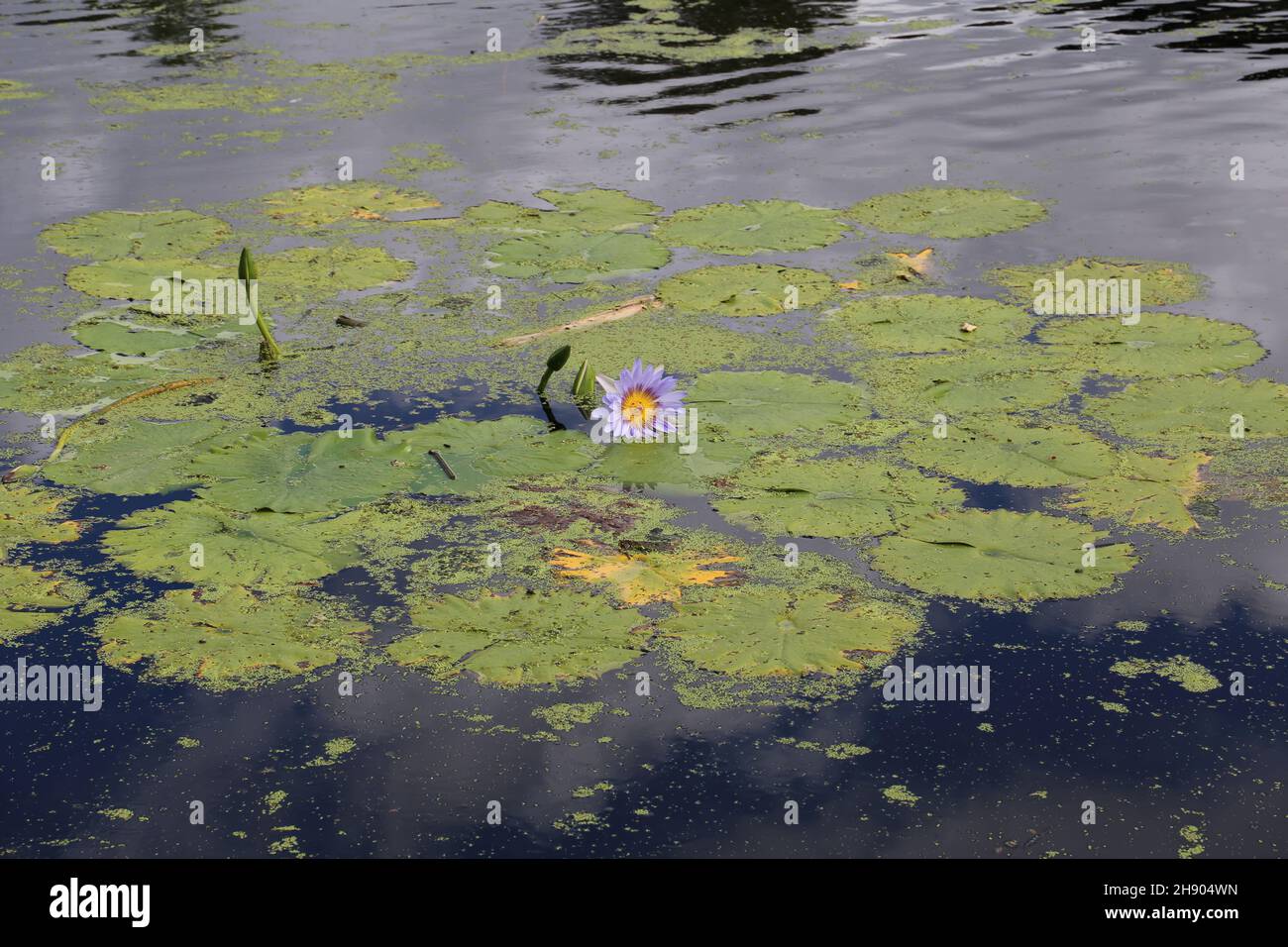 Pink lotus root hi-res stock photography and images - Alamy