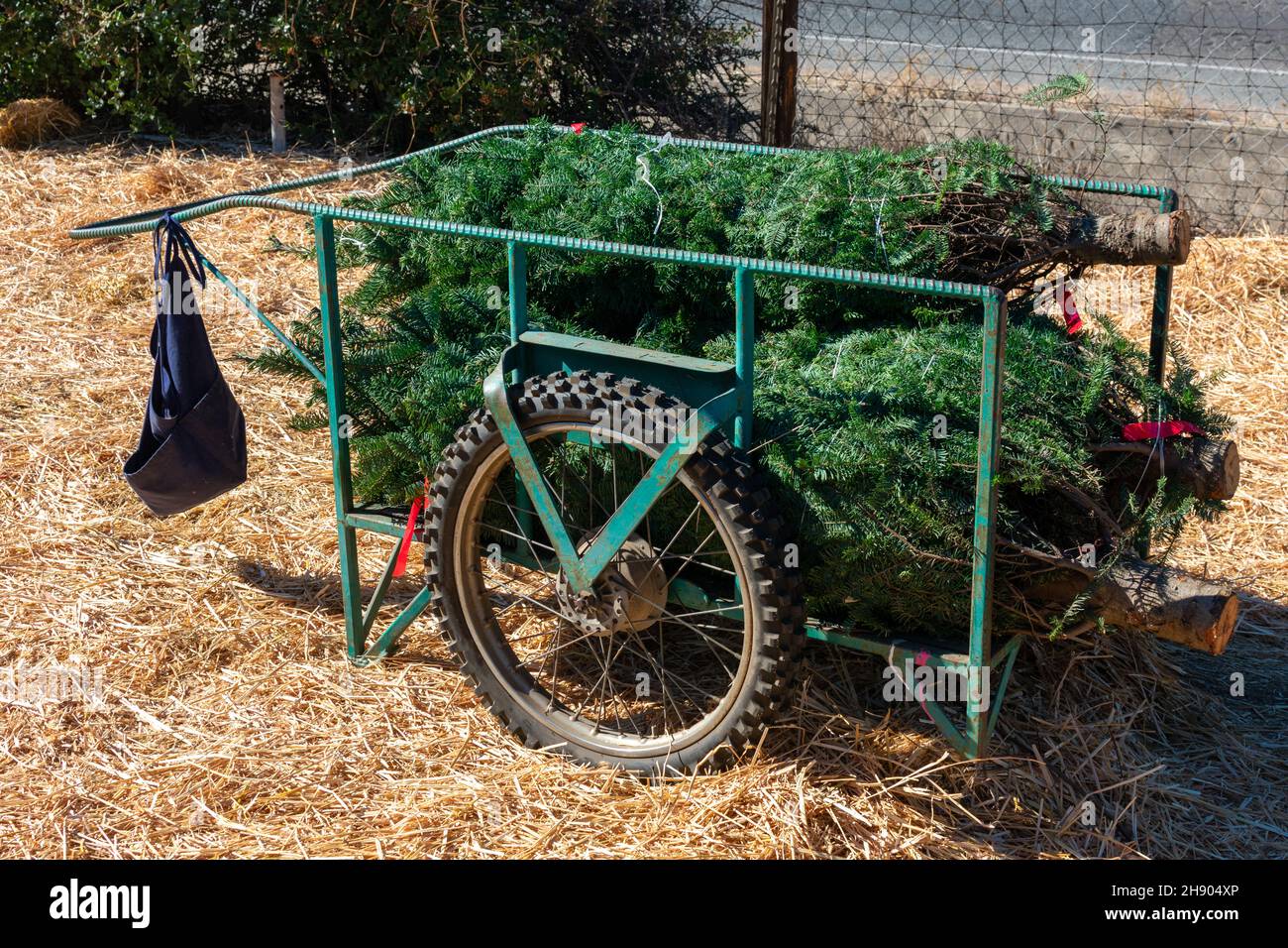 Several fresh Christmas trees wrapped in string and loaded on a two ...