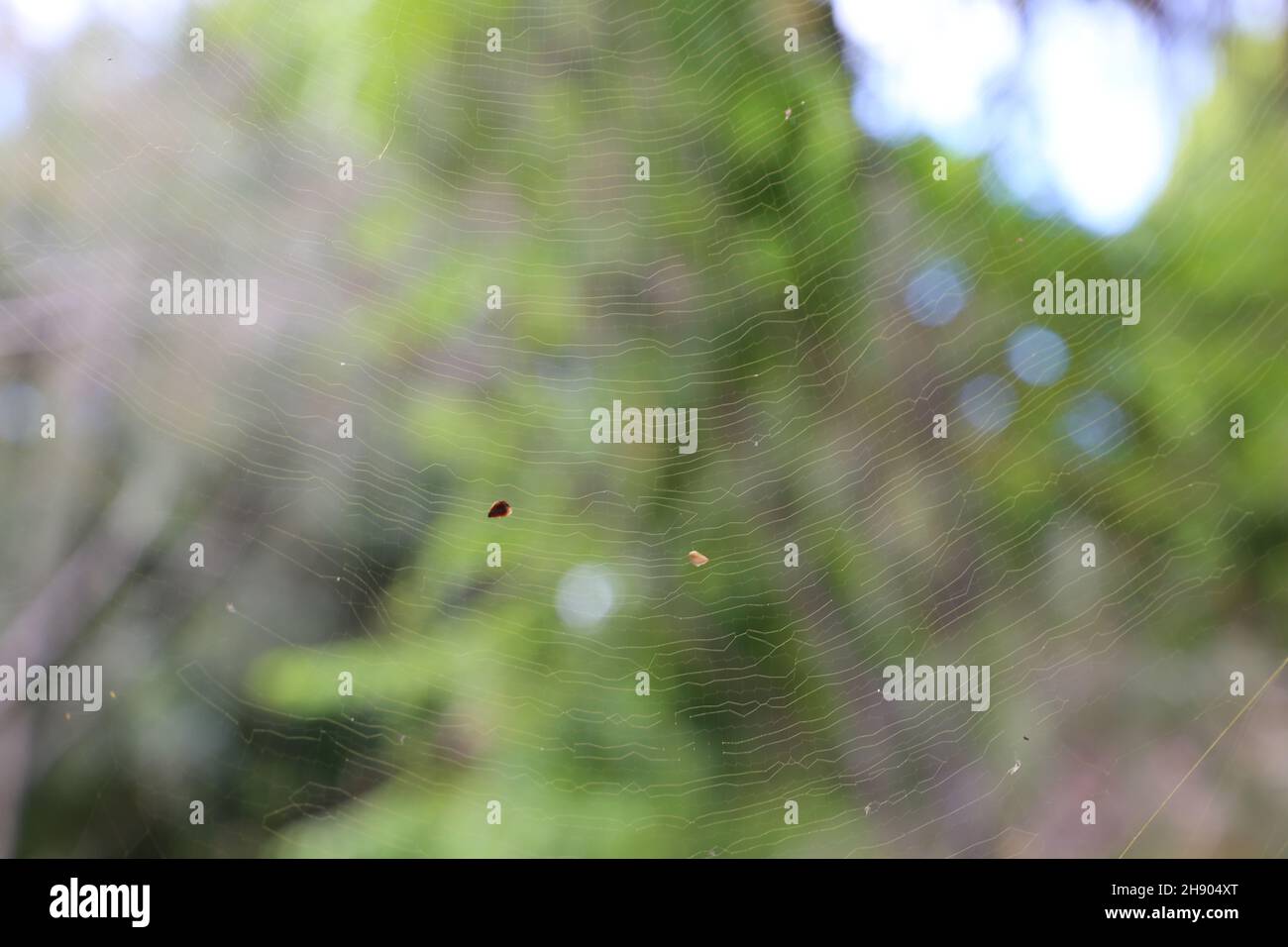 Australian Spider Web Stock Photo - Alamy