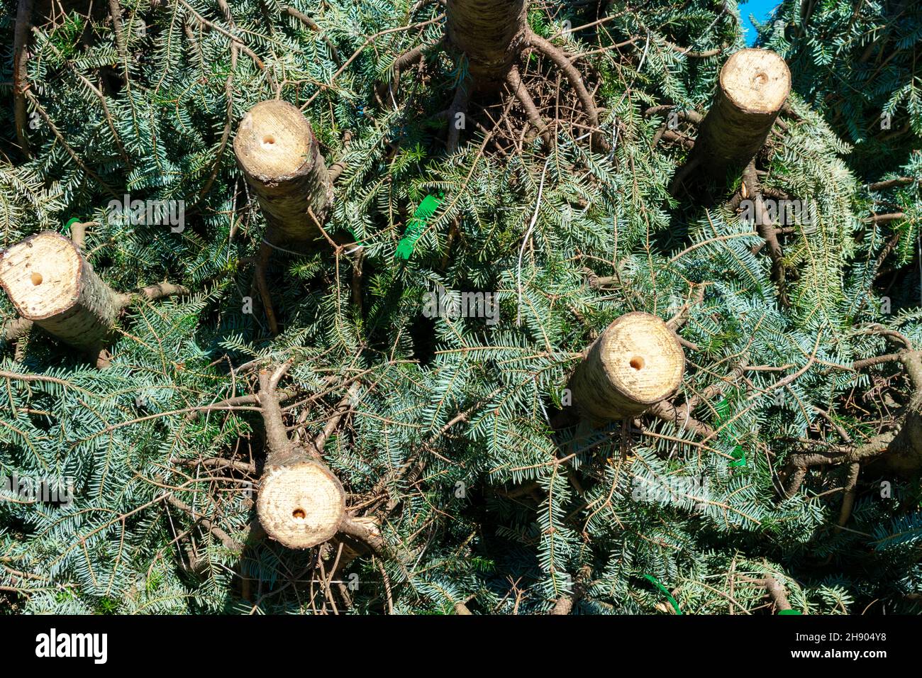 Cut trunks hi-res stock photography and images - Alamy