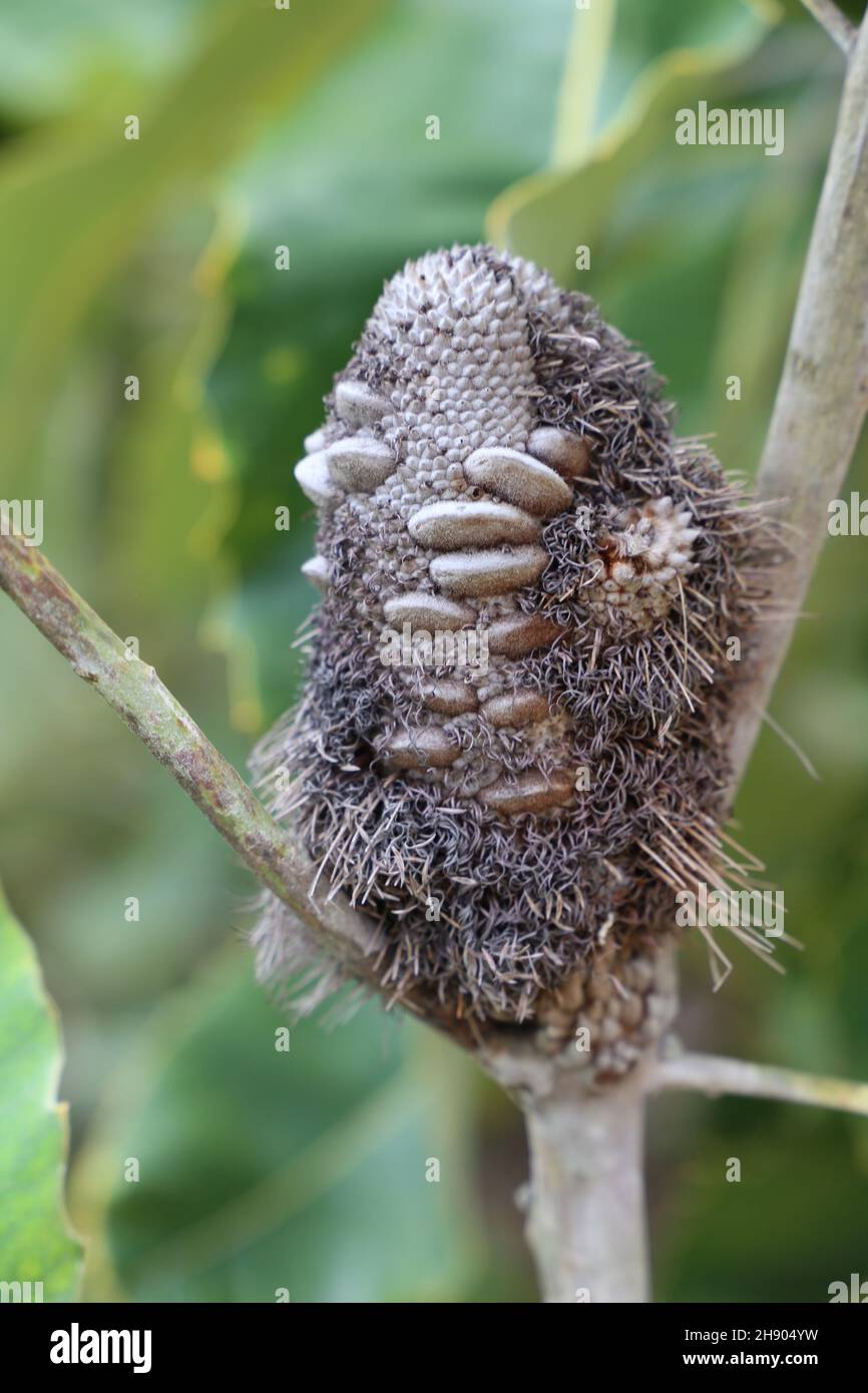 Banksia pod hi-res stock photography and images - Alamy