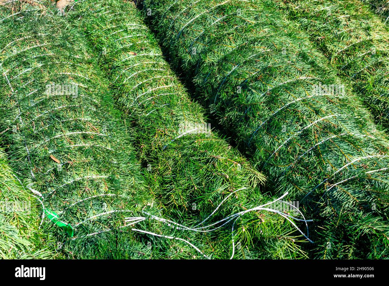 A pile of Christmas Trees wrapped in string for sale on Christmas tree ...