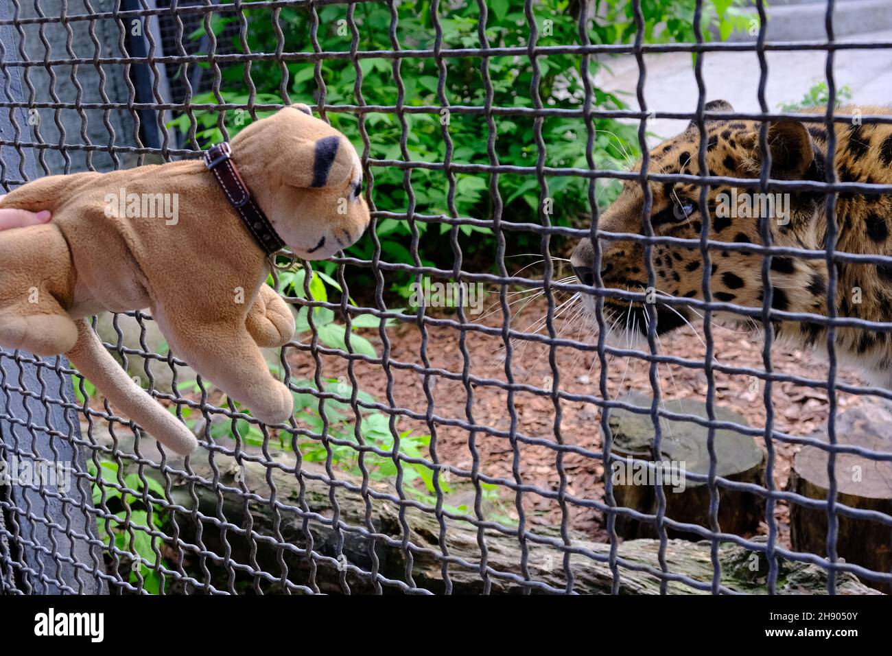 Amur leopard russia hi-res stock photography and images - Alamy