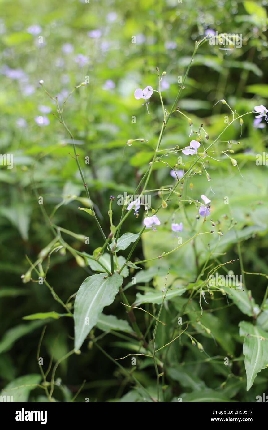 Schrub hi-res stock photography and images - Alamy