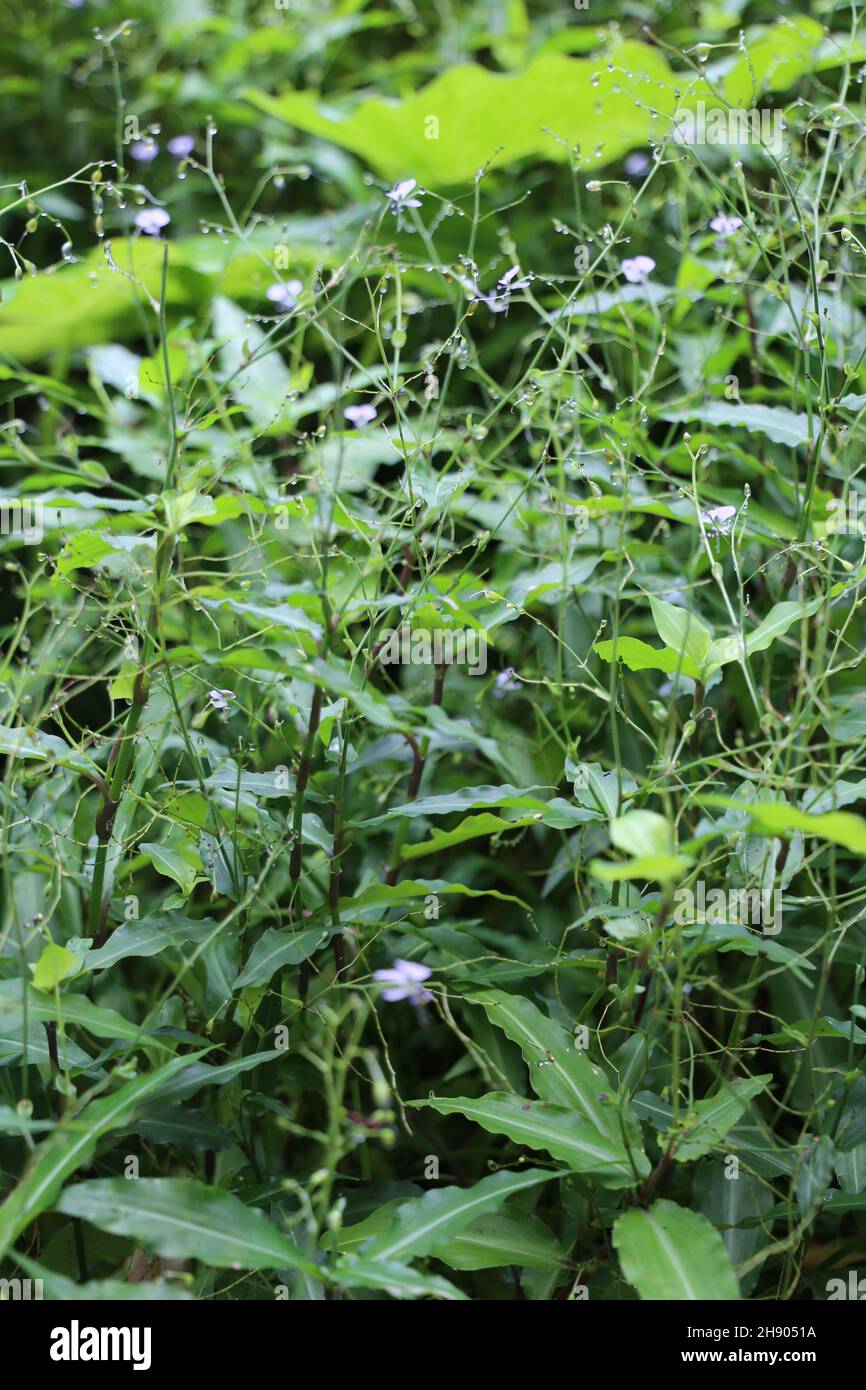 Schrub hi-res stock photography and images - Alamy