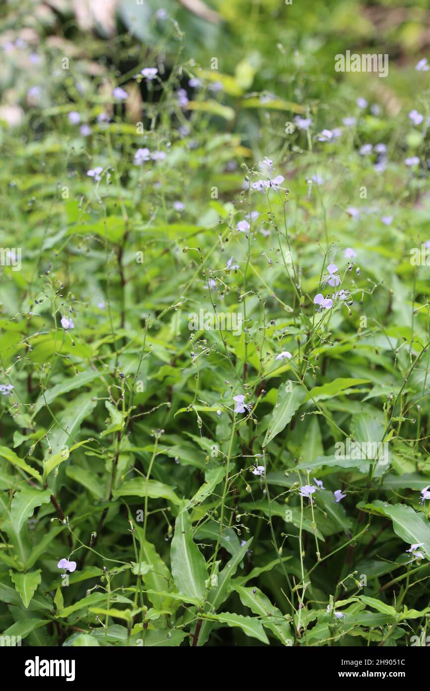 Schrub hi-res stock photography and images - Alamy