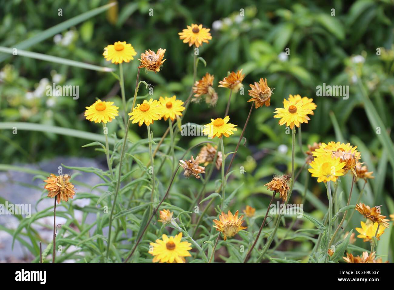 Yellow Flower Macro Australian Botanic Gardens Stock Photo - Alamy