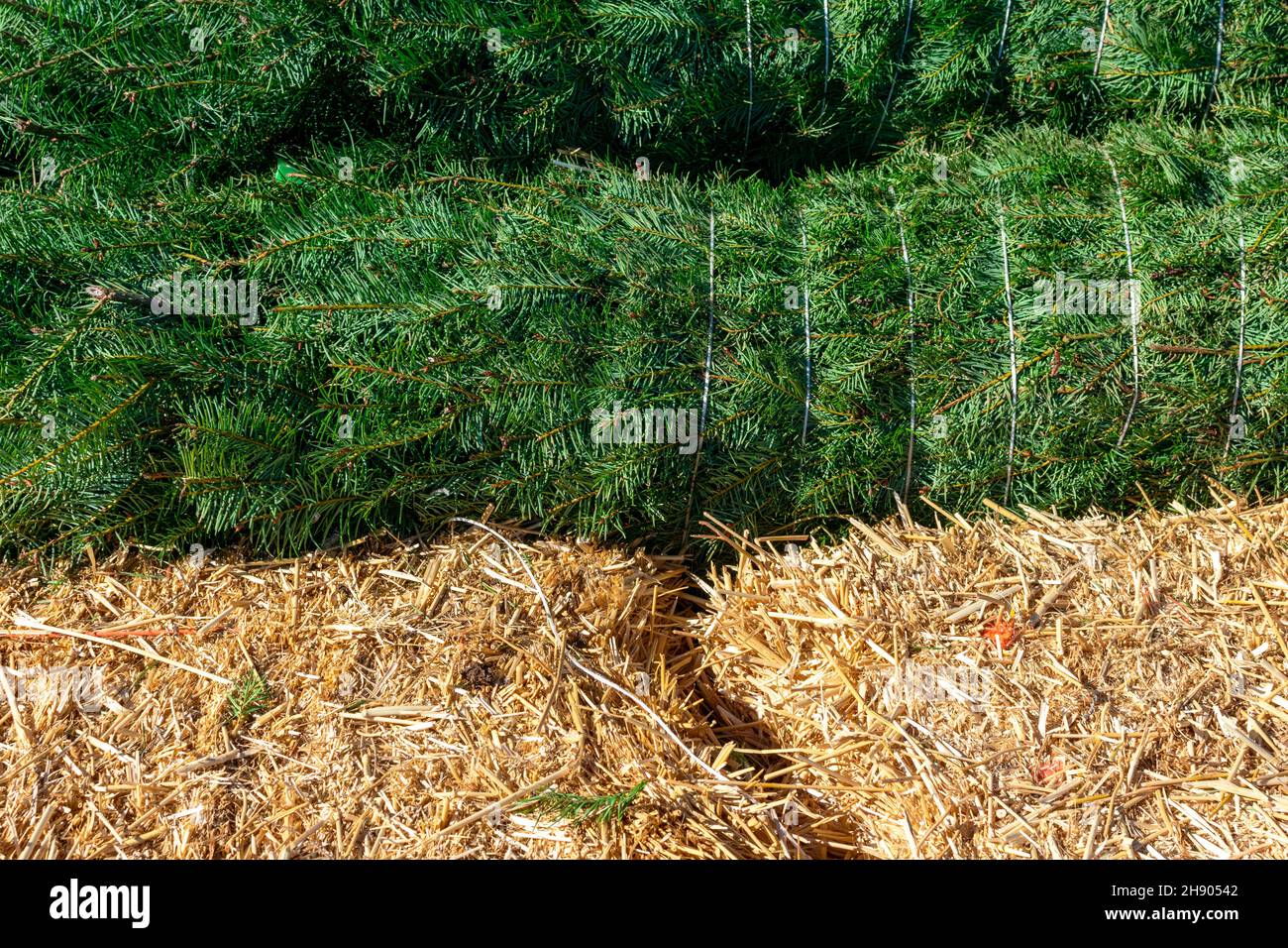 Douglas fir christmas tree hi-res stock photography and images - Alamy