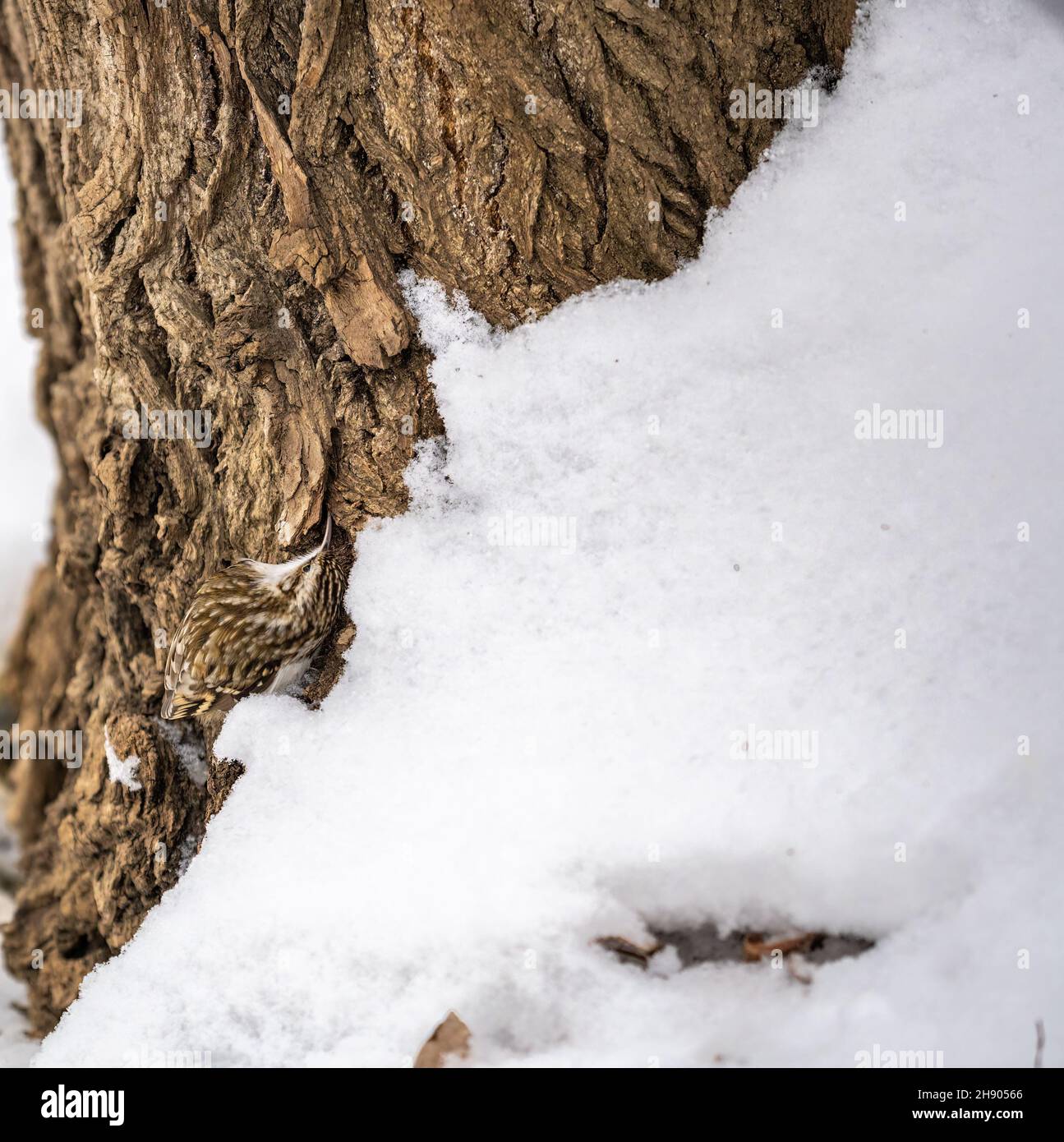 Little bird Eurasian treecreeper crawling on a tree. Cute interesting ...