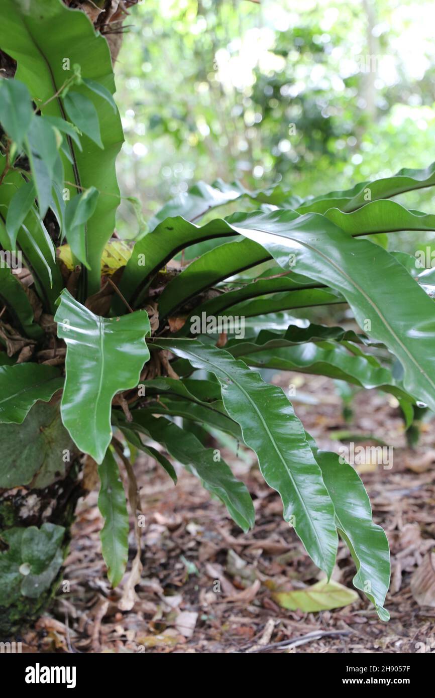 Botanic Gardens Plants Stock Photo - Alamy