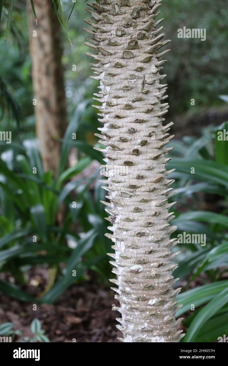 Botanic Gardens Plants Stock Photo - Alamy