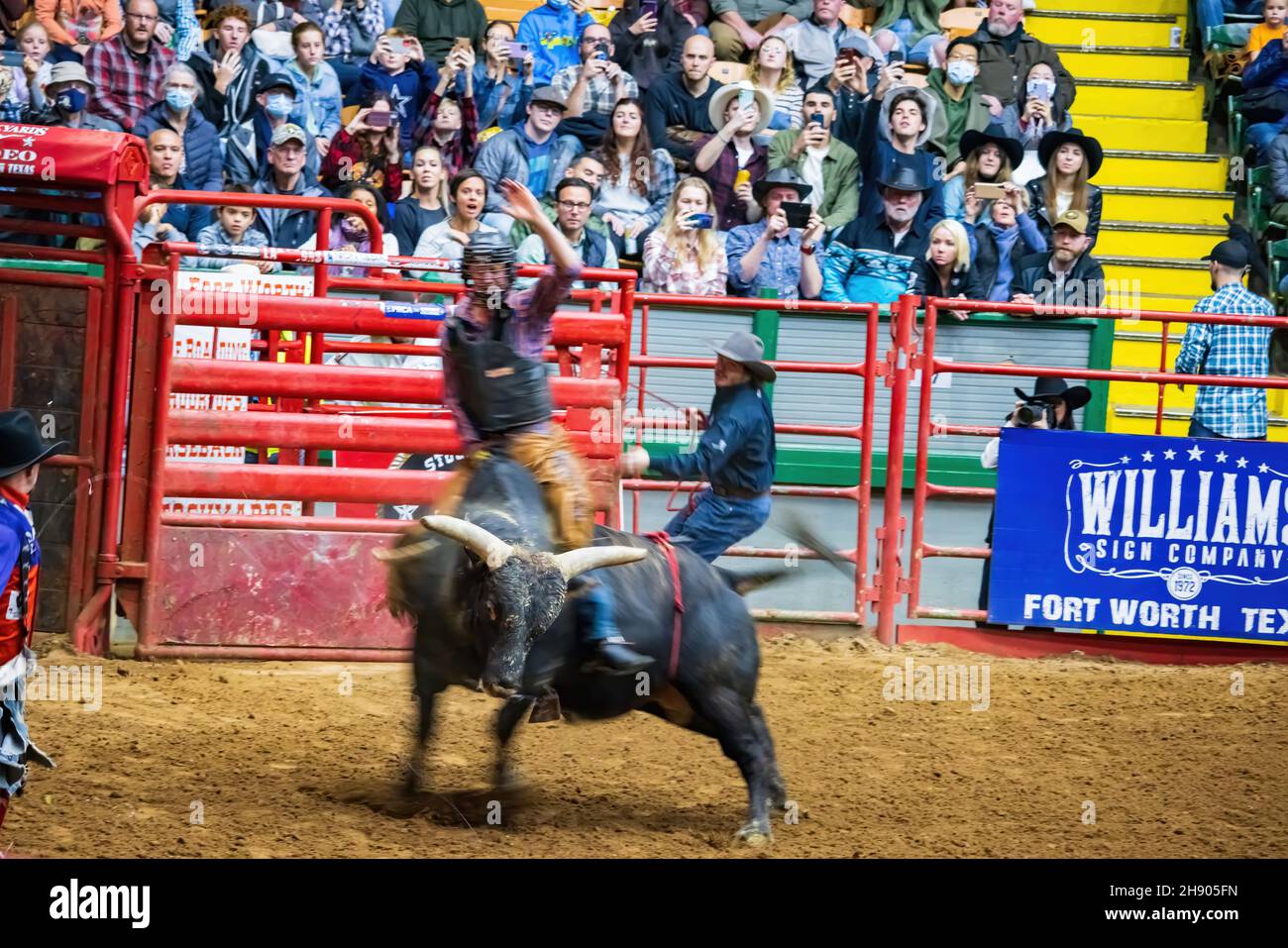 Fort Worth, NOV 27 2021, Bull riding competition in the Stockyards ...