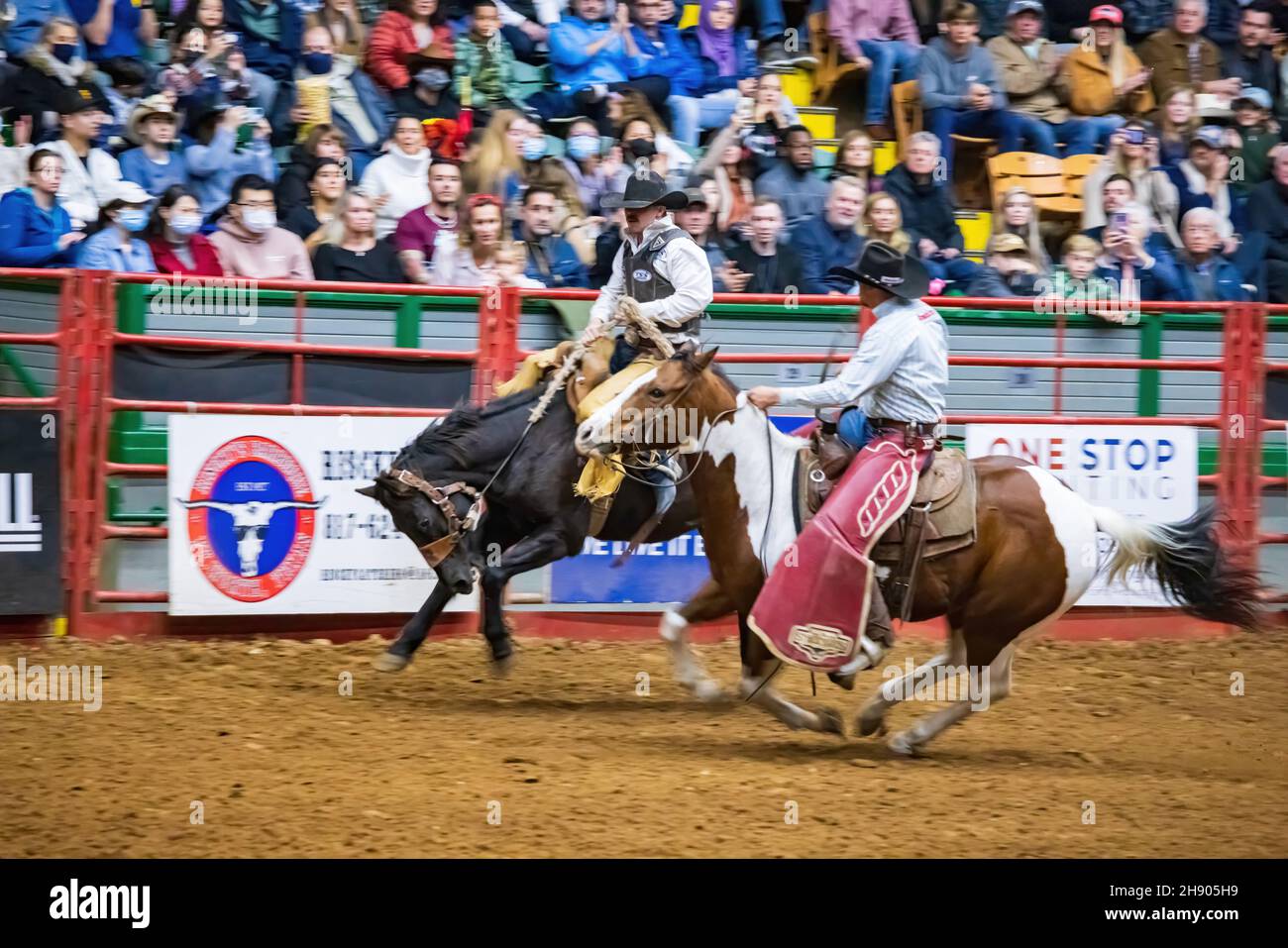 Bareback Bronc Riding High Resolution Stock Photography and Images - Alamy